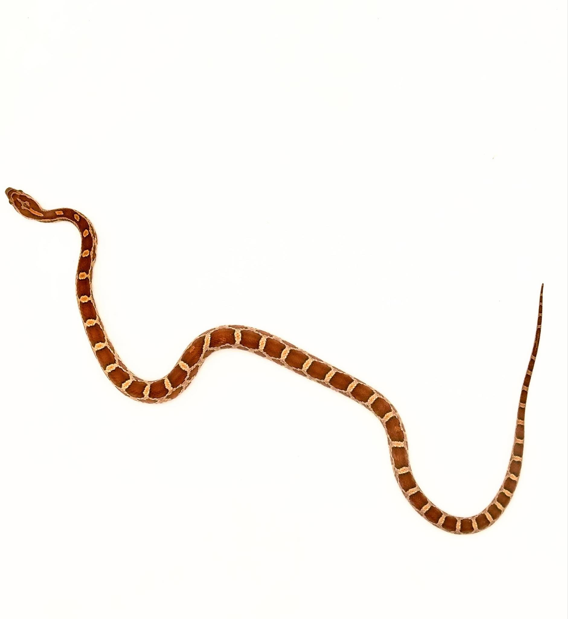 Achat en ligne couleuvre des blés Pantherophis Guttatus